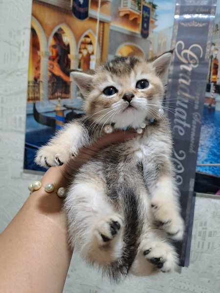 Продаются шикарные котята Скоттиш фолд и Скоттиш страйт