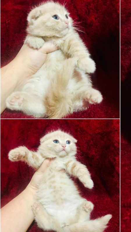 Скотш фолд девочка 1,5 м.