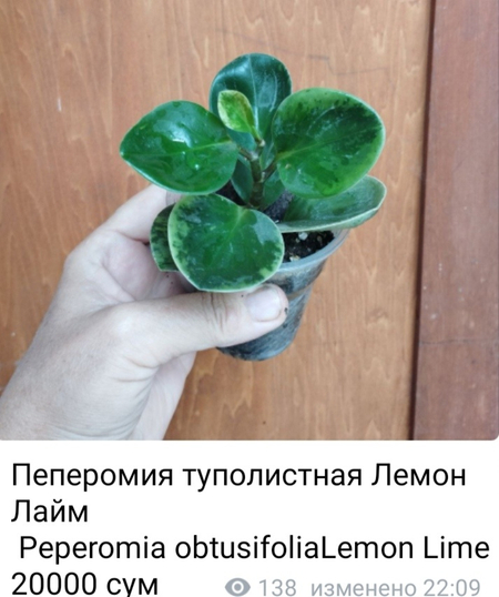 Продаются пепиромии фиттония