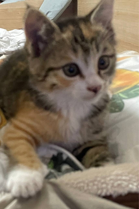 Домашний котенок