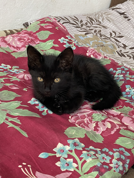 Котята бесплатно