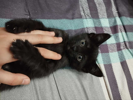 Отдам милого котенка в добрые руки.