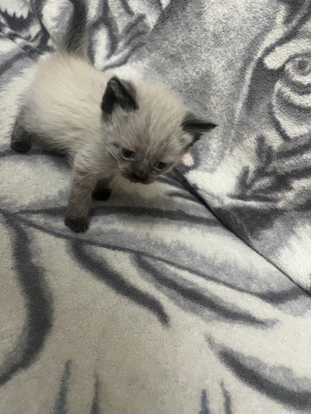 Девочка скотишь страйт