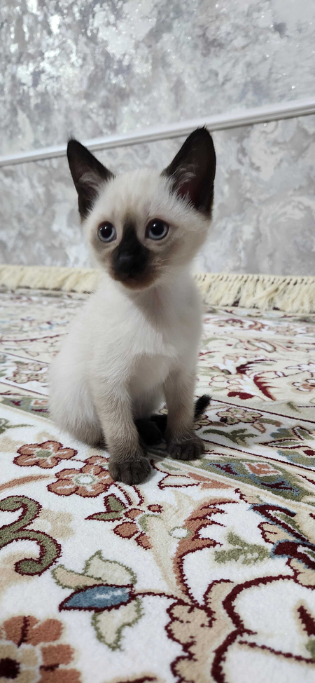 Продаются Сиамские котята