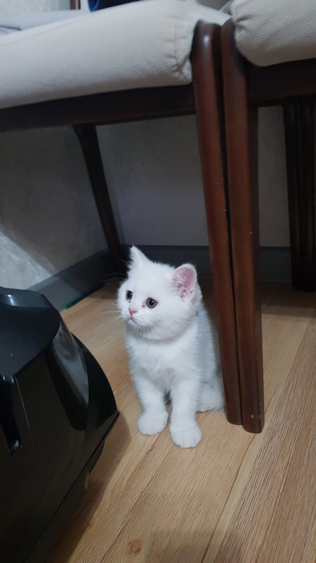 Котёнок Скотиш Страйт