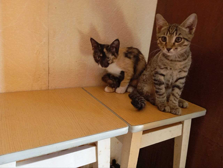 Котята в добрые руки. Смотрите фото