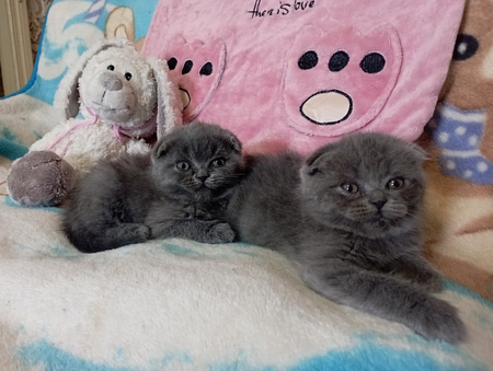 Продаются котята шотландские вислоухие скоттиш фолд мальчики и девочки