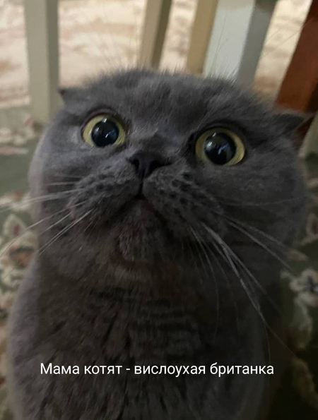 Продаются котята