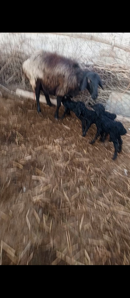 Qoy sotiladi Buxoro tuman kelishtirib beramiz