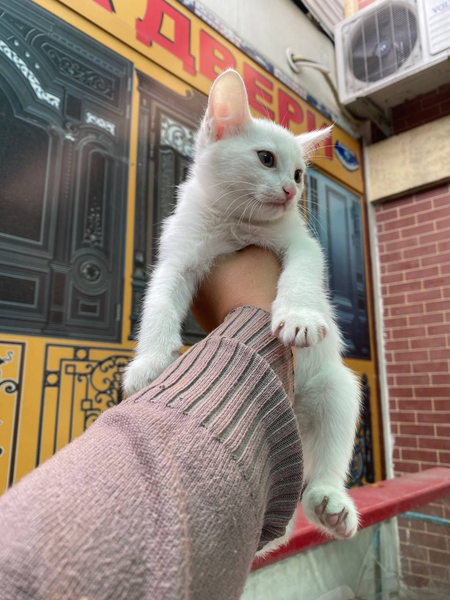 Турецкий angora mushugi sotiladi