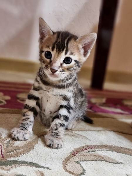 Бенгальский кошка