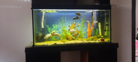 Akvarium 200 litrlik ustinde samp filtr bar razmeri 1metr
