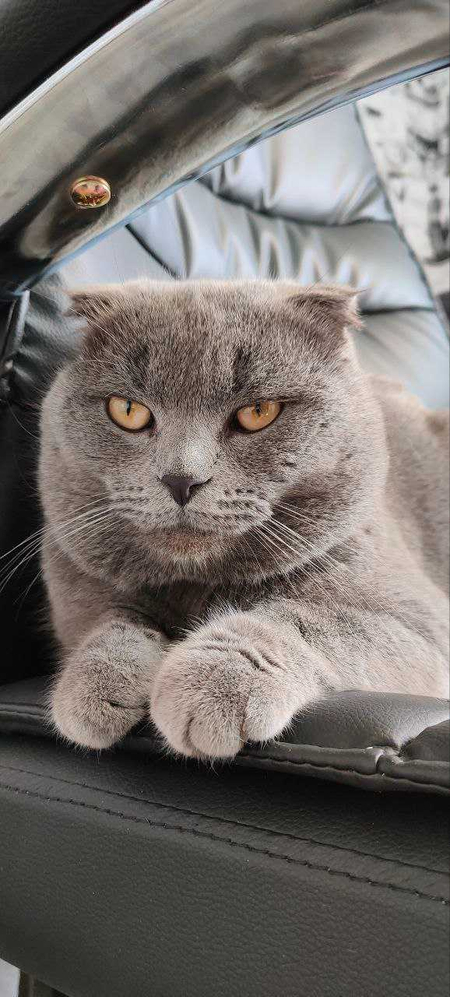 Кот Скоттиш Фолд на Вязку