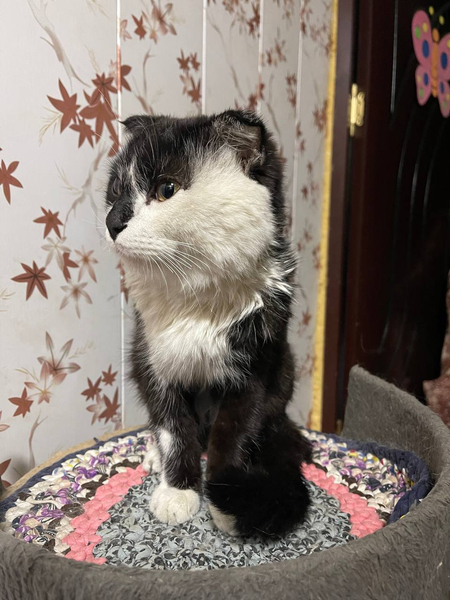 Котик вислоухий , 6 месяцев, к лотку приучен