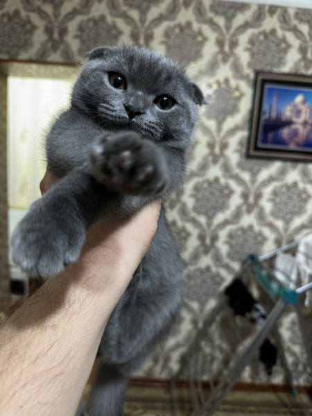 Продается скотиш фоолд