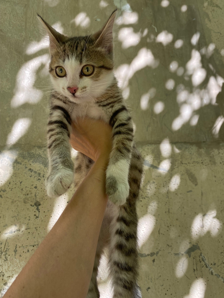 Котик в добрые руки бесплатно