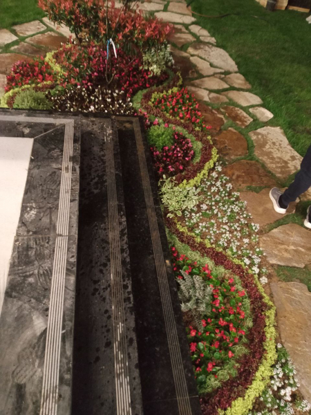 Lamshaft qilamiz dekorativ koʻchatlar sotamiz