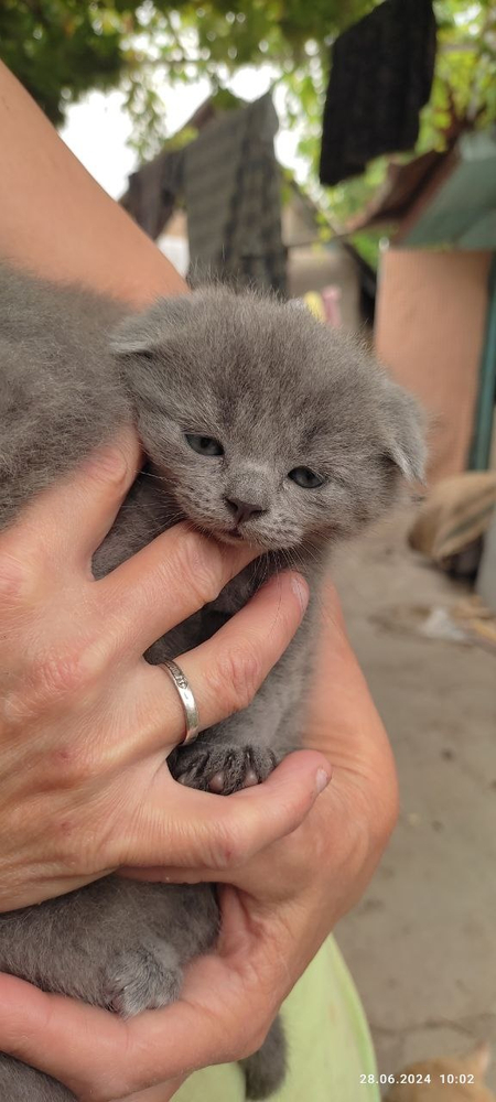 Продаются шикарные котята Британцы
