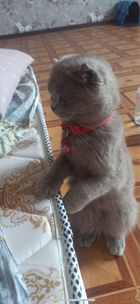 Mushuk (Шотландские)