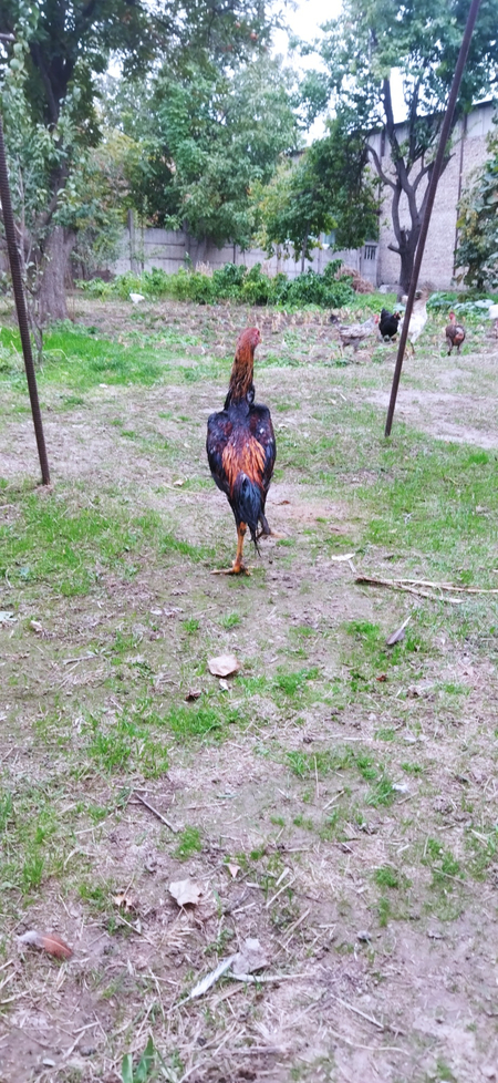 Dakan joʻja sotiladi