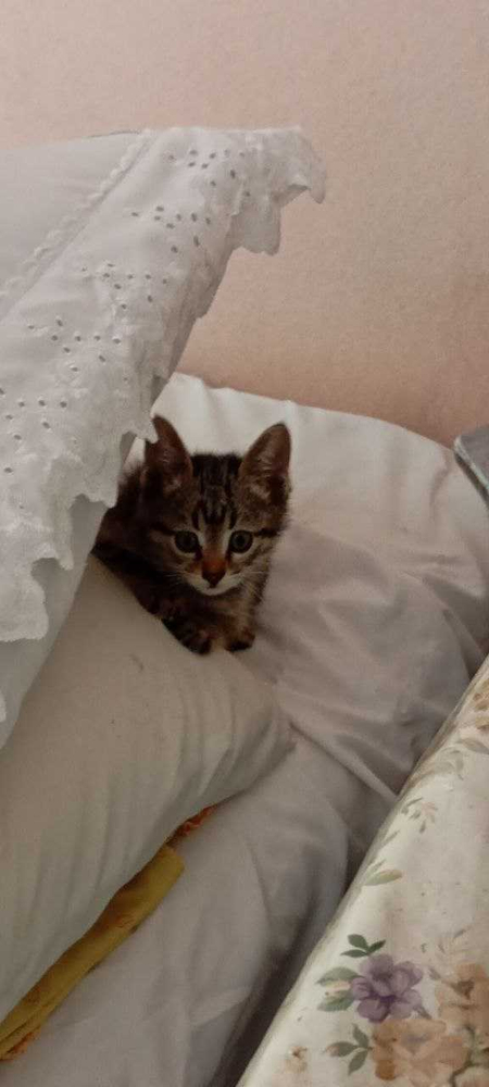 отдам бесплатно котёнка