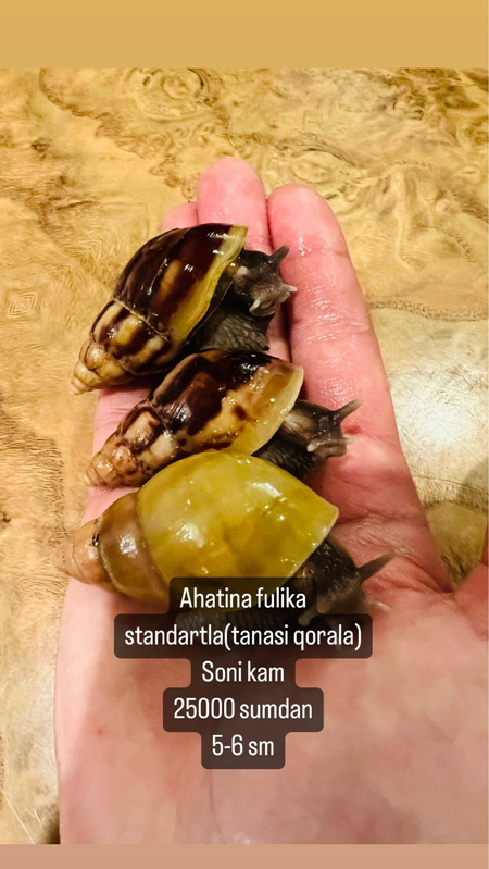 Ideal aktiv sog'lom ulitkala