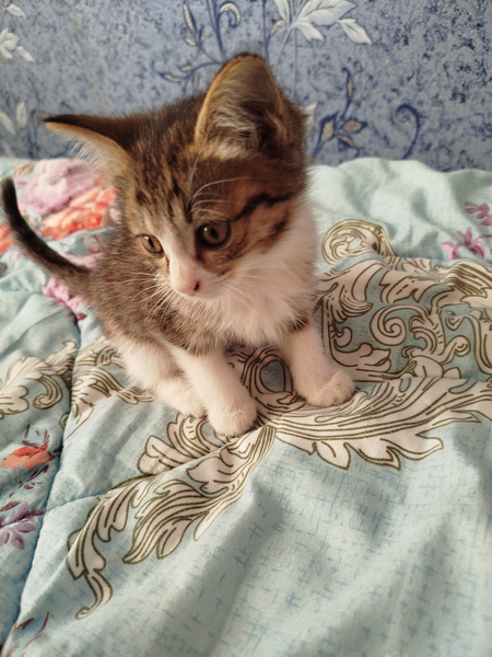 продаются котята в добрые руки.