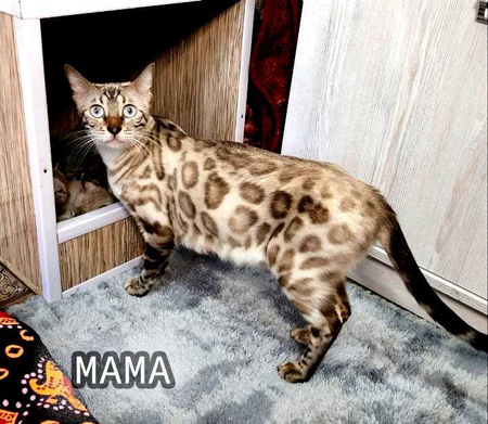 Бенгальский котёнок