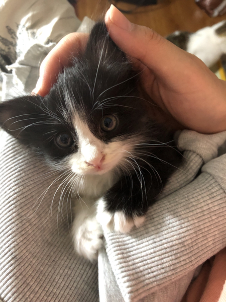 Котенок сладкая девочка