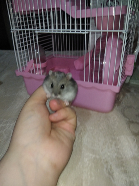 Джунгарский хомяк ручной серого цвета маленький