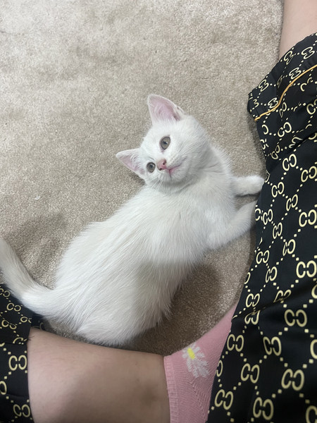 Котята доброе руки
