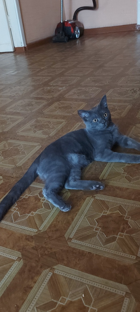 Кот Скоттиш страйт серый