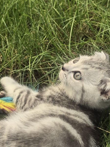 Продаётся вислоухи скоттиш фолд и скоттиш страйт
