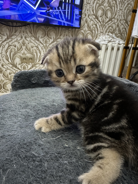 Котята шотландские Скоттиш страйт и фолд