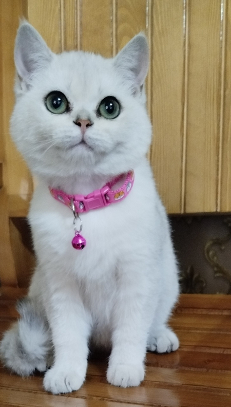 Serebritsiy shinshila