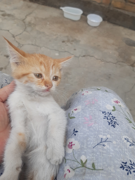 Кошки отдам на добрые руки