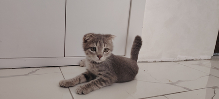 Котенок скоттиш фолд девочка 3 месяца