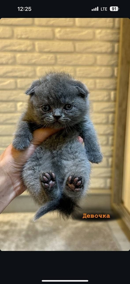Продаются котята фолд и Страйт