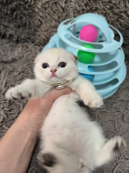 Котята от правильной вязки