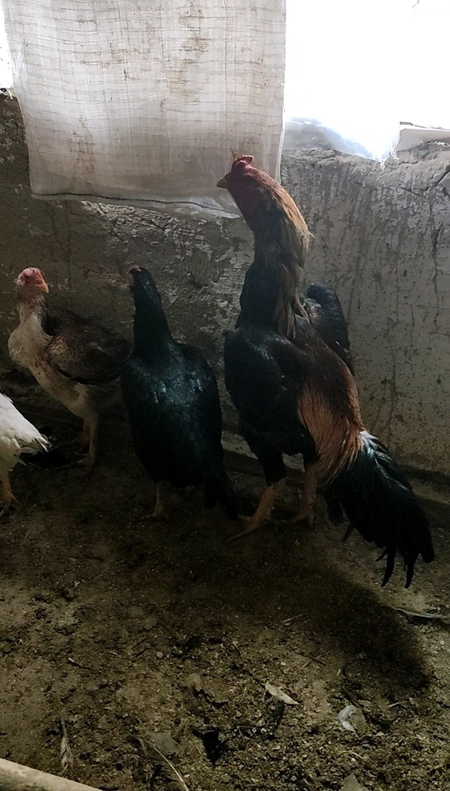 Shu samani qizlari sotuvda