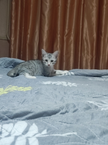 Отдам в добрые руки