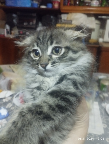 Котёнок Скотиш Фолд вислоухий