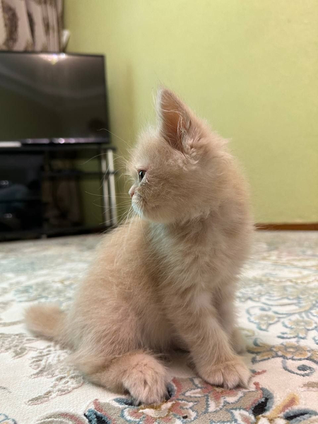 Котёнок пародистая