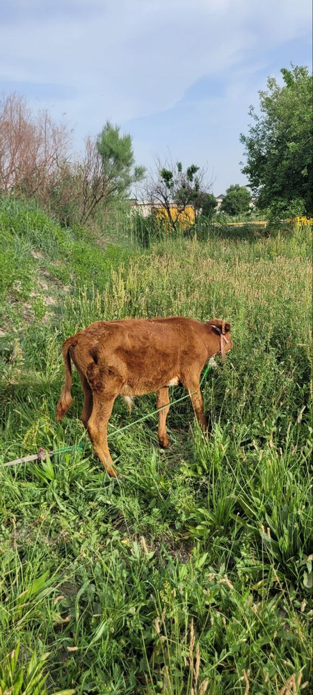 Она бола соглом басами букача 3 ойлик