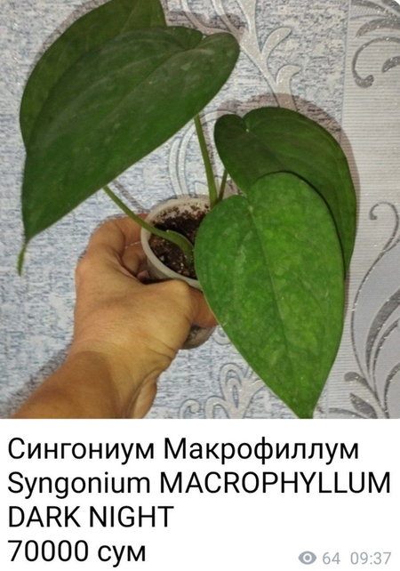 Продаются сортовые сингониумы