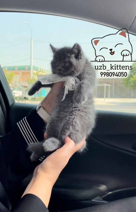 Скоттиш страйт