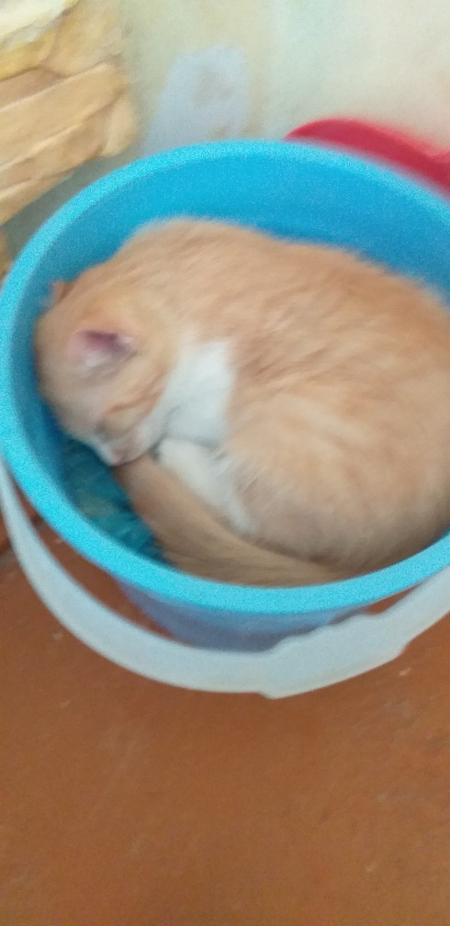 Отдам котят даром бесплатно