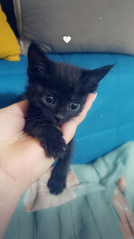 Отдам даром котят
