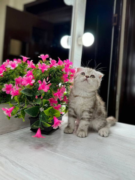 скоттиш страйт шиншилла (окрас серебристий )