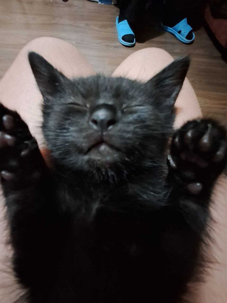 Откличный приятный котенок
